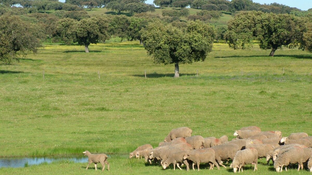 Corderex prevé certificar más de 100 mil kilos de carne de cordero esta ...