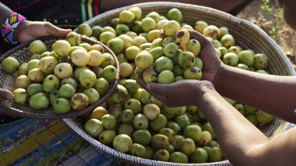 Cómo Amarula se convirtió en uno de los licores cremosos más populares ...