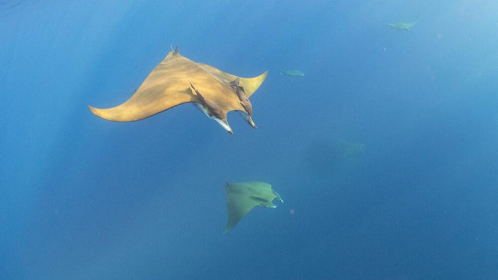 Así son las mantarrayas en peligro de extinción localizadas en la costa ...