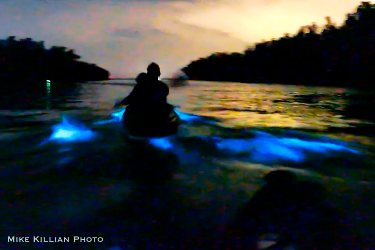 Mares con bioluminiscencia: este es el mejor lugar para navegar entre ...