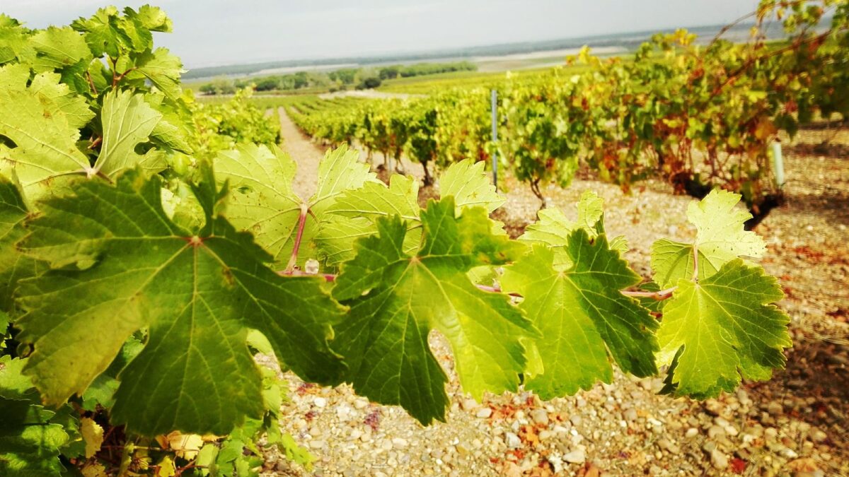 Viñedos, pinares y un castillo acogen el nuevo ciclo de Catas ...