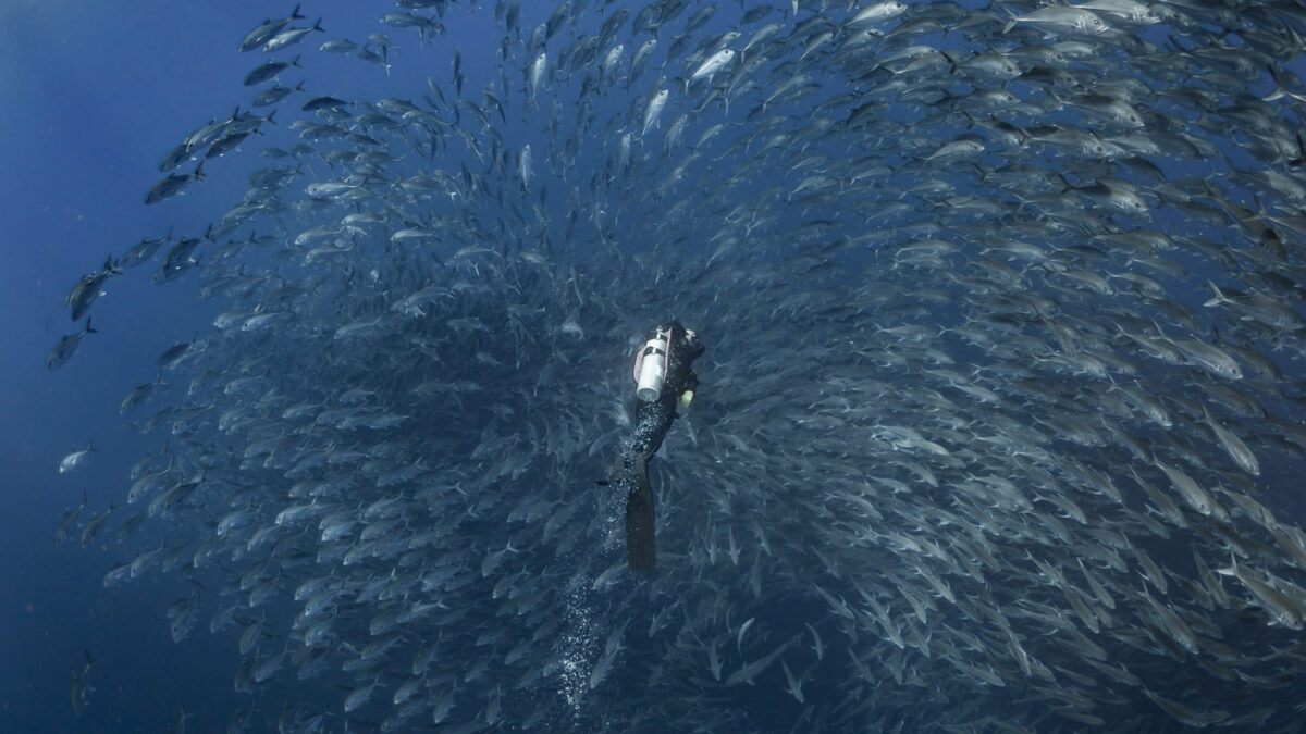 Buceando con Nautik | Baja California Sur, el acuario del mundo entre lobos, ballenas y corales ...