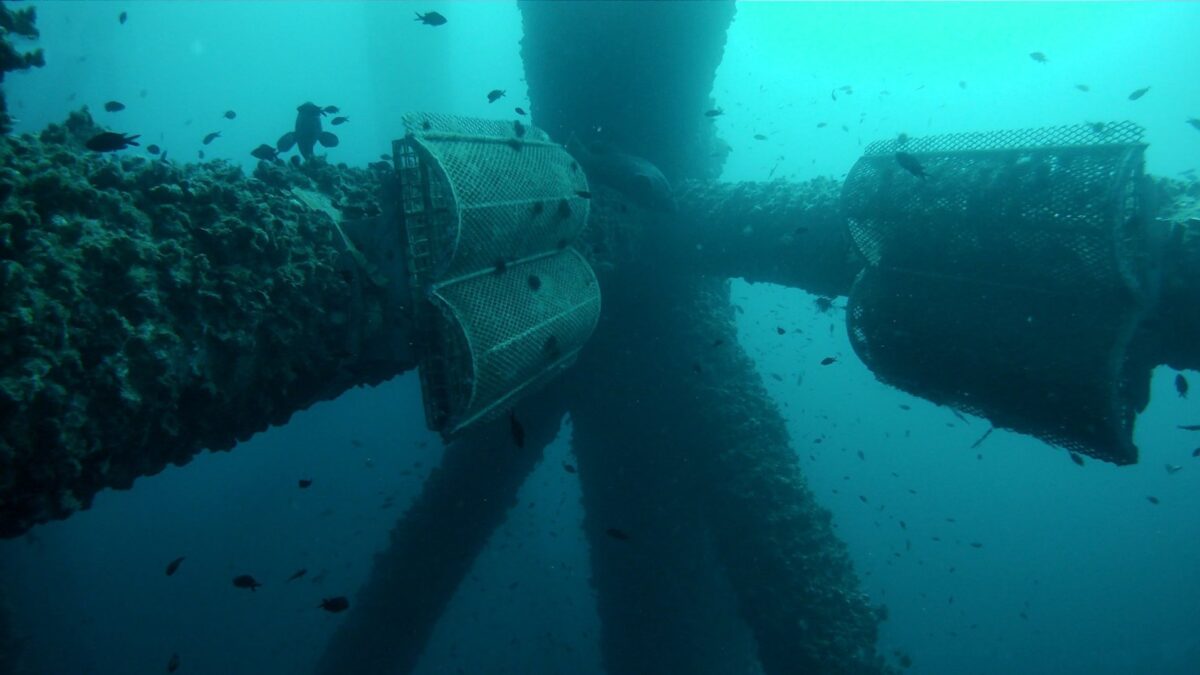 La catalana Ocean Ecostructures cierra una ronda de tres millones de euros - Forbes España