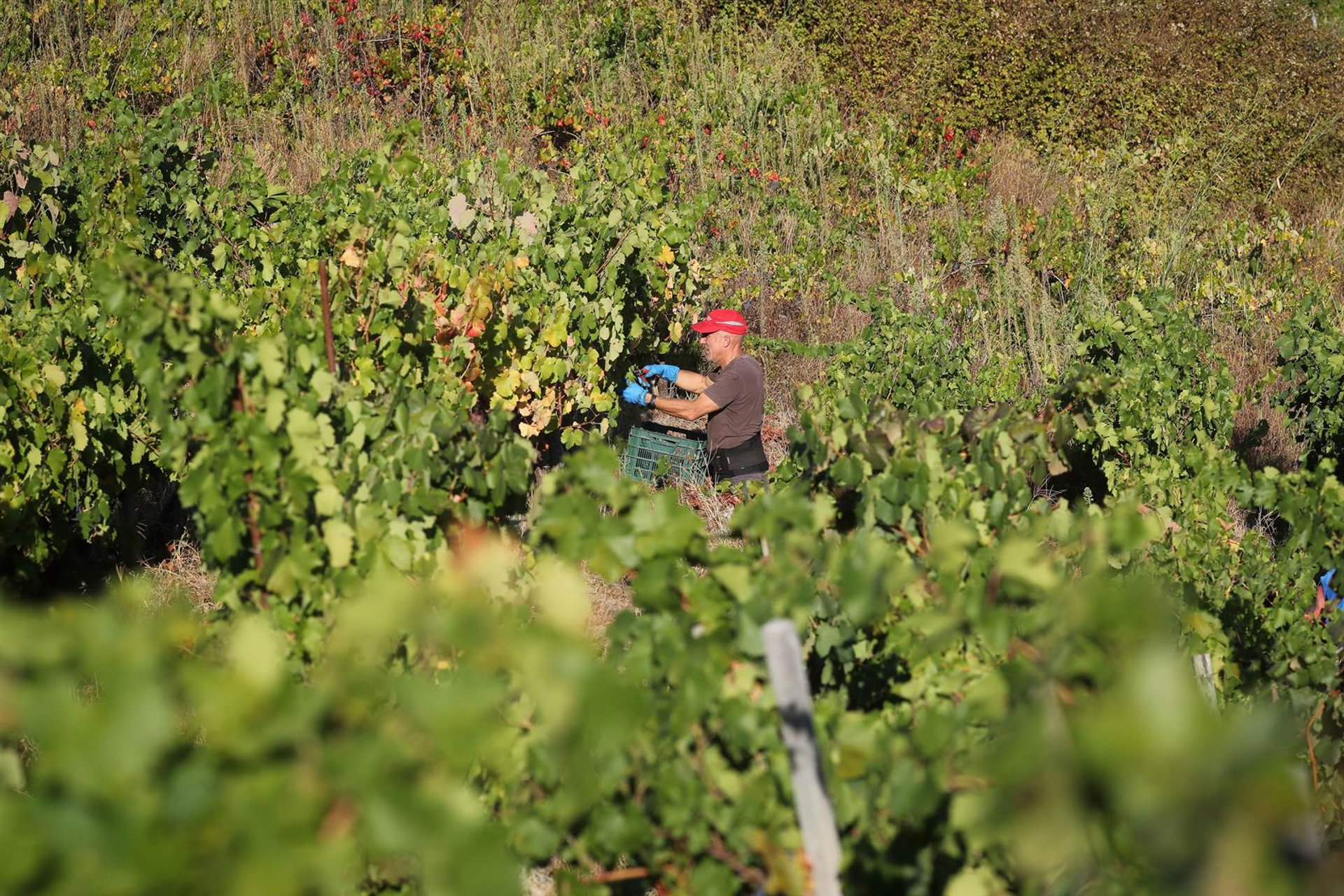 UPA denuncia la crisis estructural del vino y avanza que esta vendimia será la segunda peor de ...