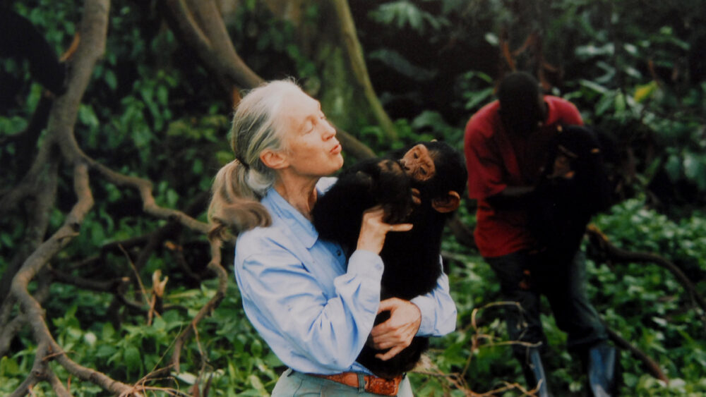 Adiós a Jane Goodall, la científica que transformó la manera en la que ...