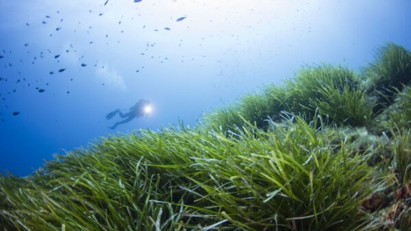 Menorca Slow Diving: cómo el buceo responsable puede transformar el ...