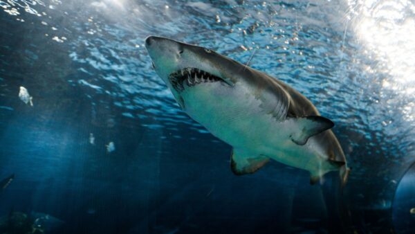 Tiburón blanco en el Mediterráneo: avistamientos, riesgos reales, qué ...