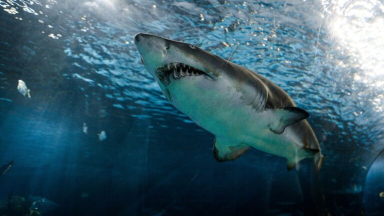 Tiburón blanco en el Mediterráneo: avistamientos, riesgos reales, qué ...